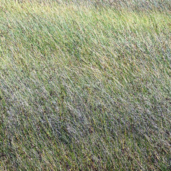 Artrepreneur - Grass Art (For Sale)