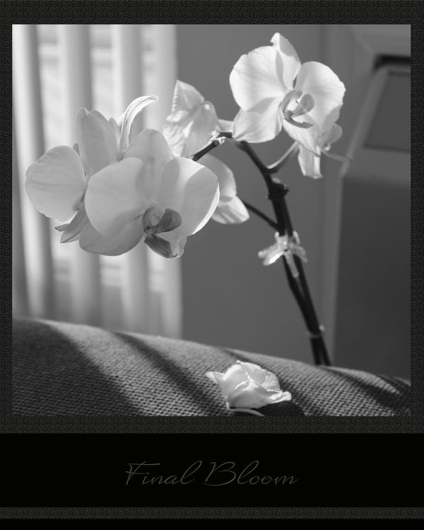 Artrepreneur - The~Final~Bloom~