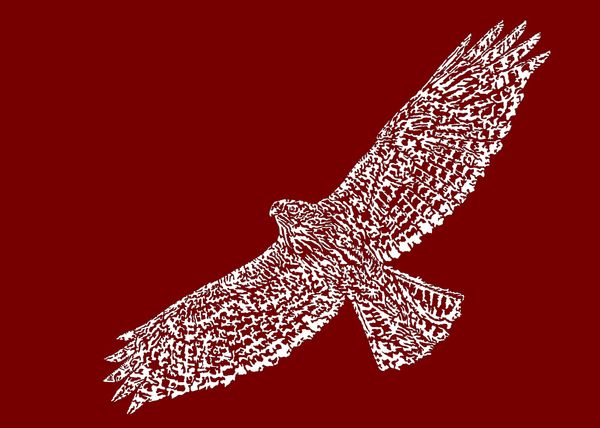 Artrepreneur - Red tail Hawk Abstract Drawing
