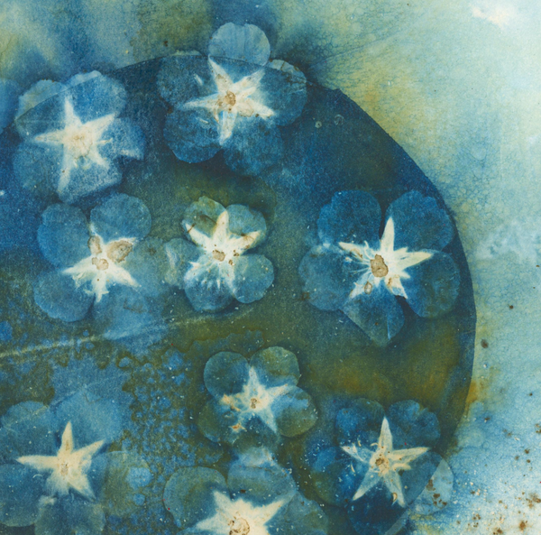 Artrepreneur - Flora and Fauna: An Art Competition of Earth's ...