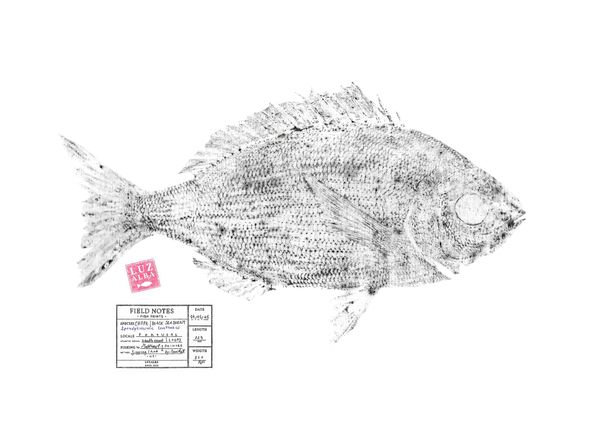 Artrepreneur - Chopa (For Sale)